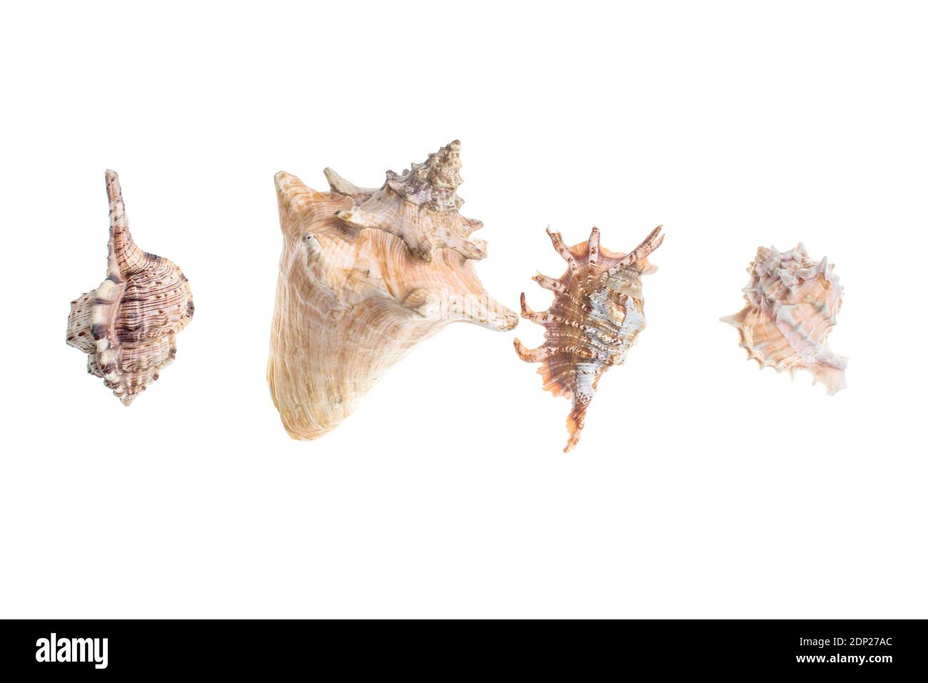 Varieties of seashells isolated on white background. Top view Stock ...