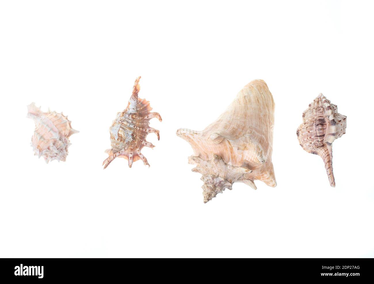 Varieties of seashells isolated on white background. Top view Stock ...
