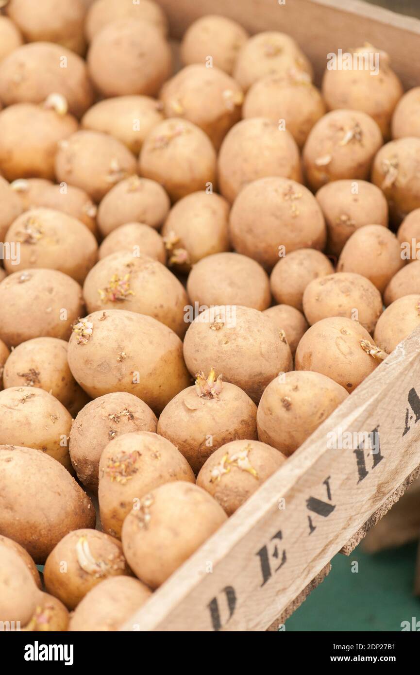 Winston potato hi-res stock photography and images - Alamy
