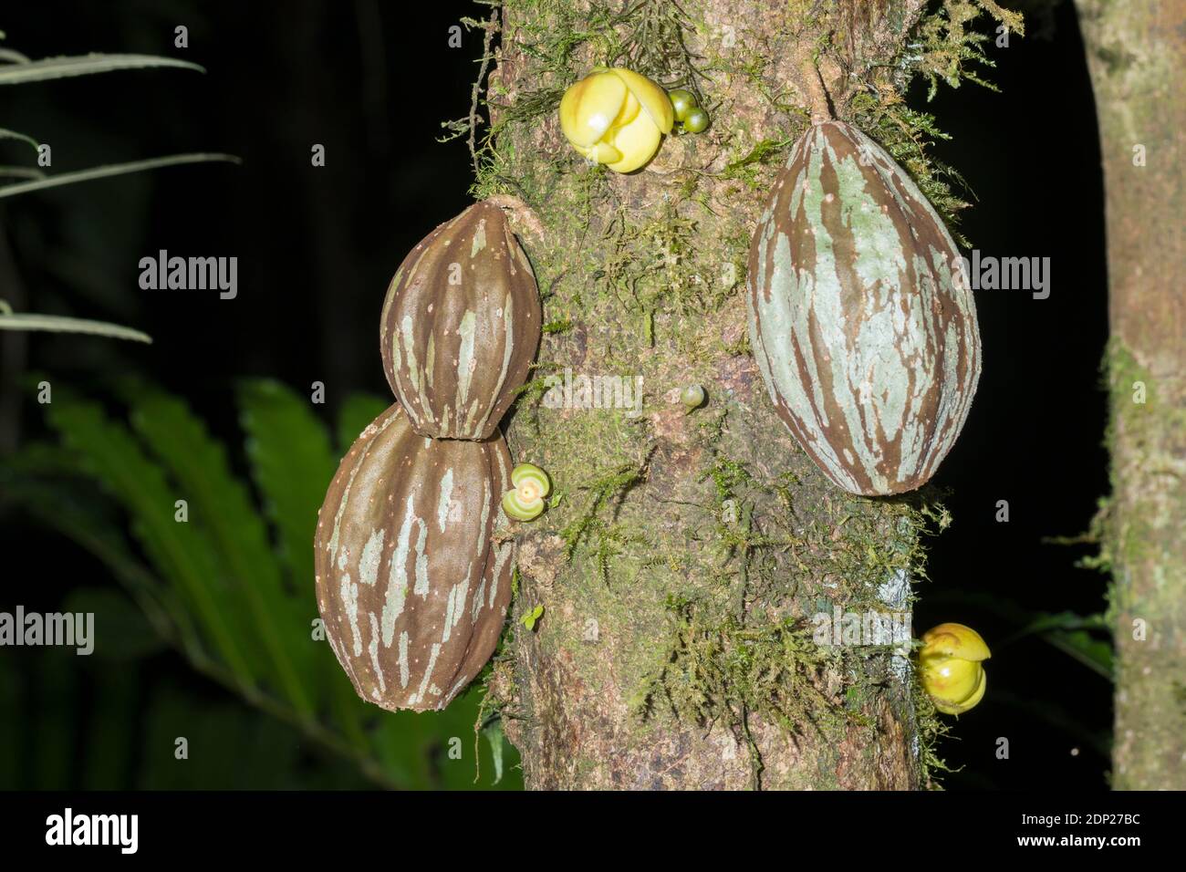Pods and flowers of Grias theobromicarpa, family Lecythidaceae growing ...