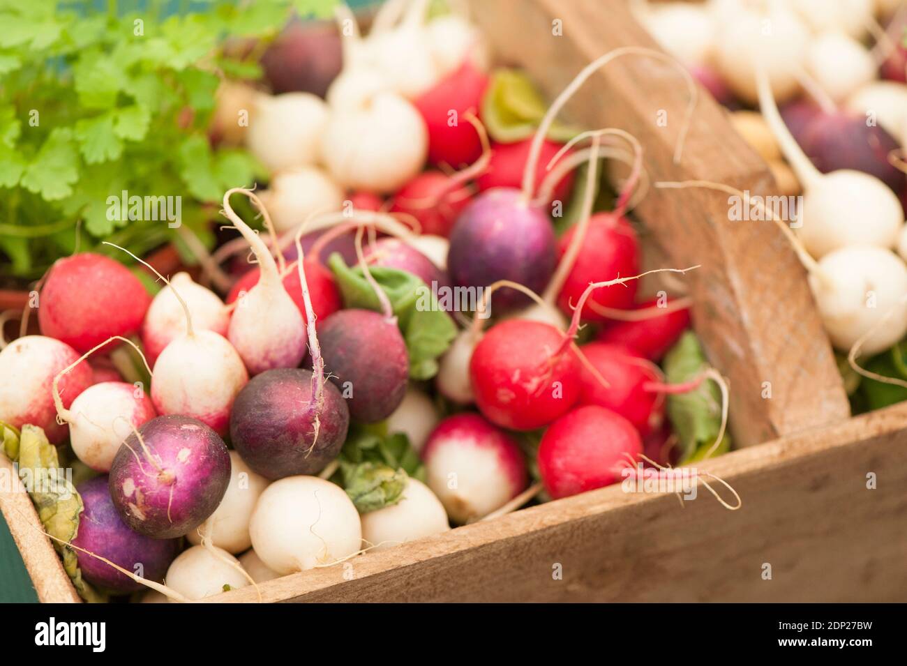 Display of mixed radishes Stock Photo - Alamy