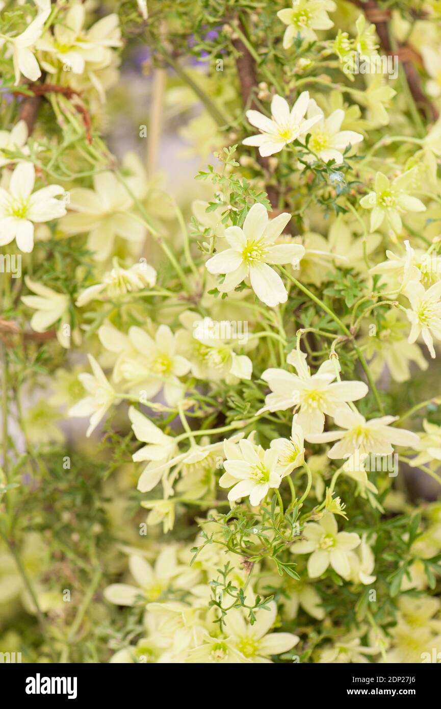 Clematis cartmanii ‘Pixie’ in flower Stock Photo - Alamy