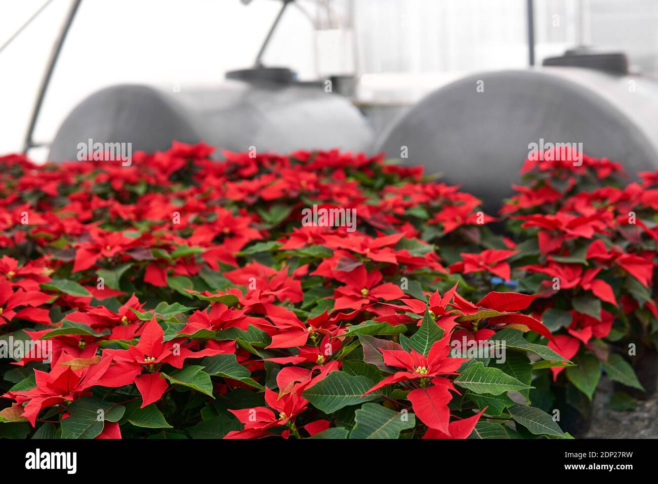 interior of a plant nursery with many red poinsettia flowers in a ...