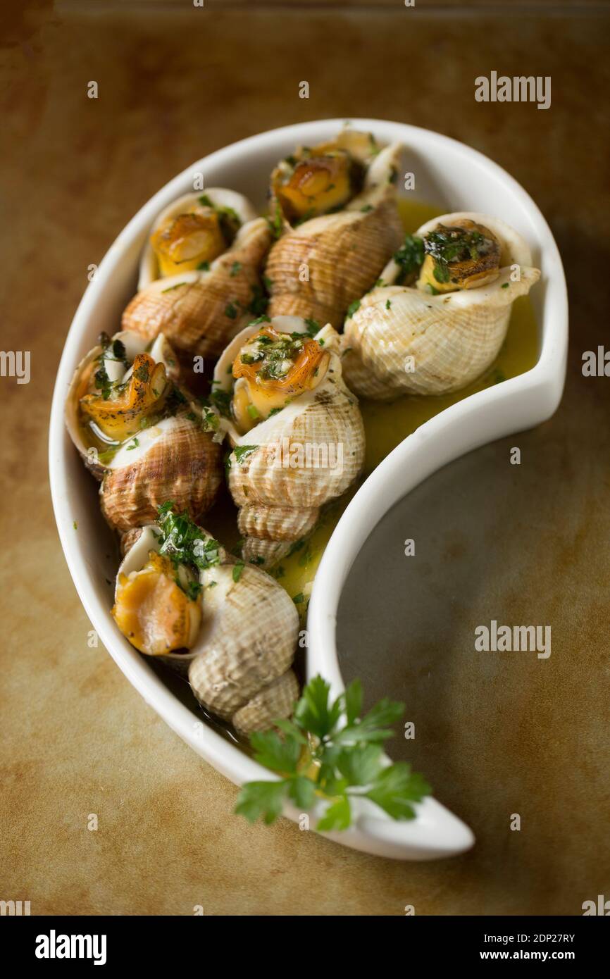Cooked whelks, Buccinum undatum, that have first been boiled before ...
