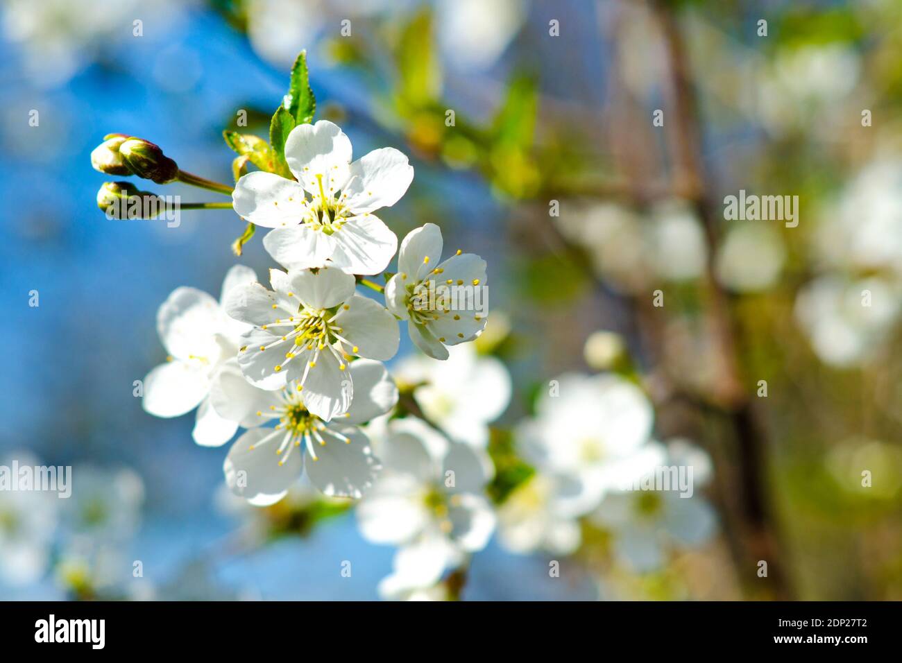 beautiful flowering buds on the tree Stock Photo - Alamy
