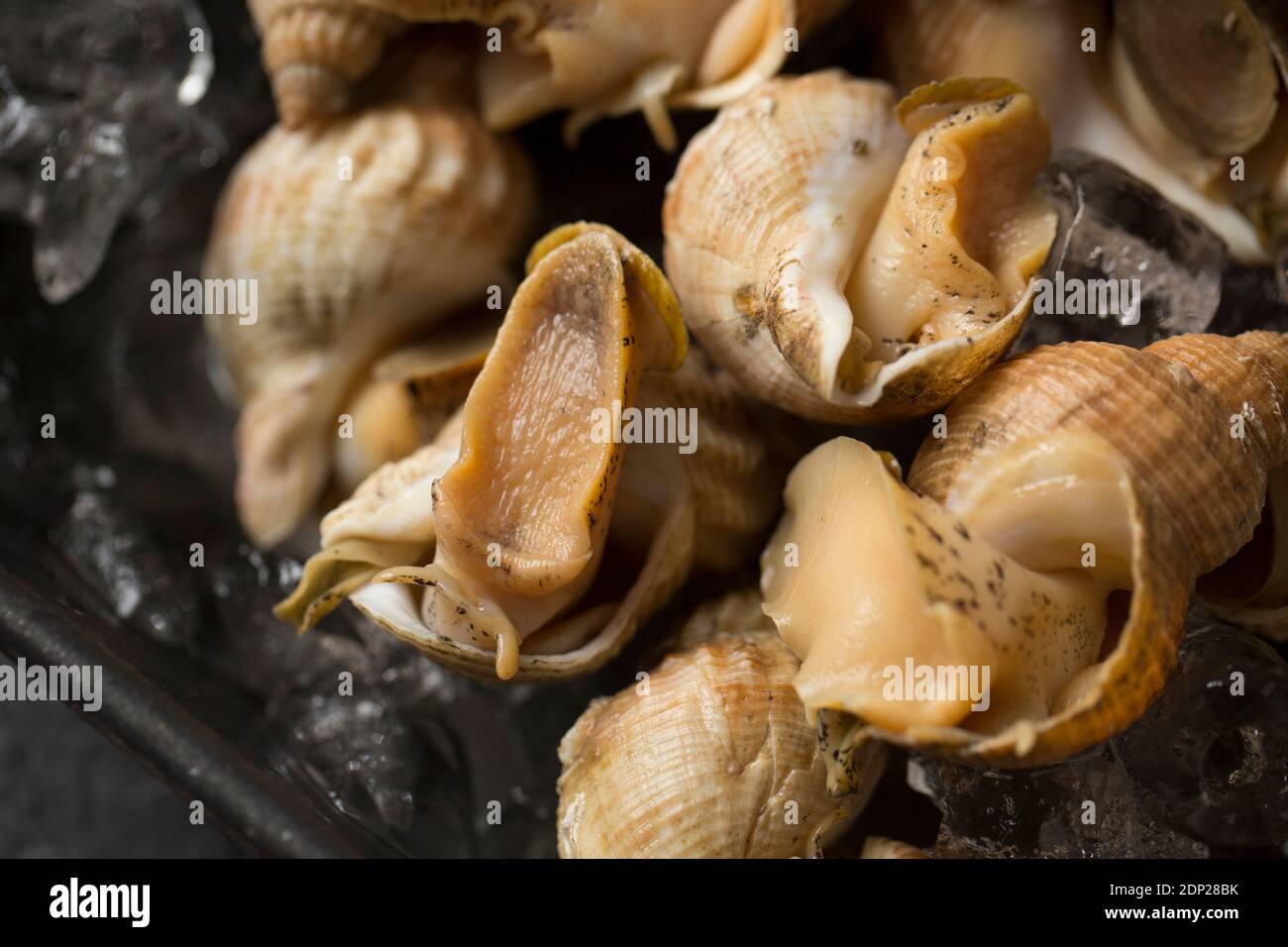 Chilled whelks hi-res stock photography and images - Alamy