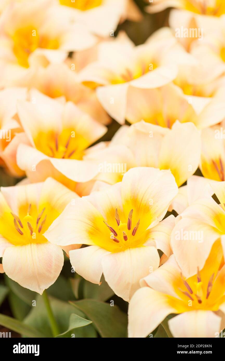 Fur elise tulip hi-res stock photography and images - Alamy