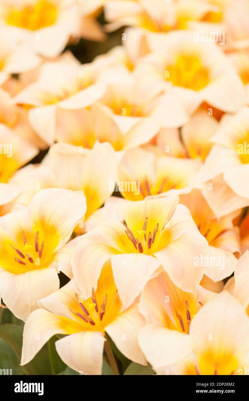 Fur elise tulip hi-res stock photography and images - Alamy