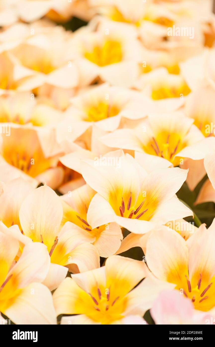 Fur elise tulip hi-res stock photography and images - Alamy