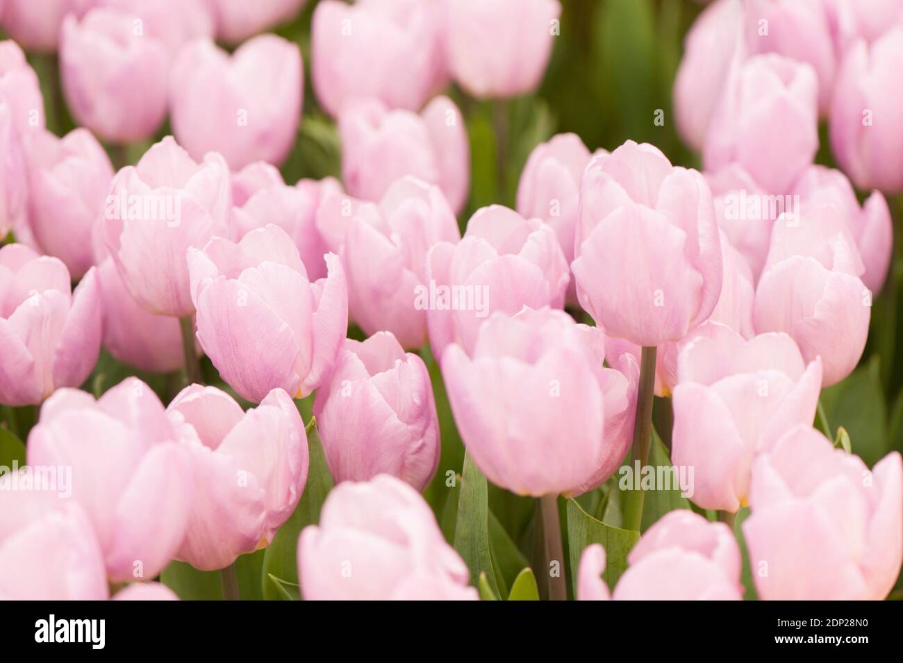 Tulipa ‘Candy Prince’, single early tulips, in flower Stock Photo - Alamy