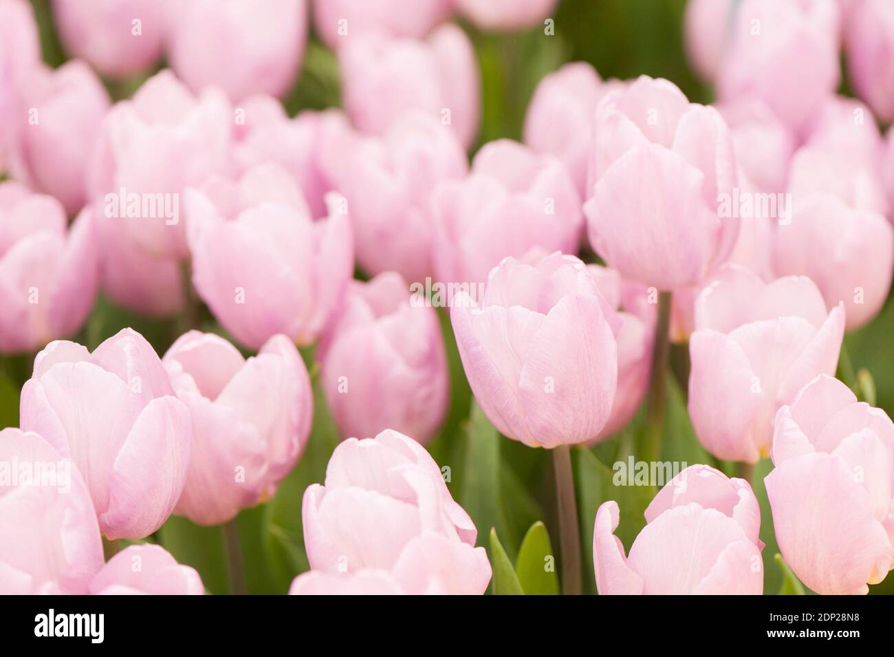 Candy Prince High Resolution Stock Photography and Images - Alamy