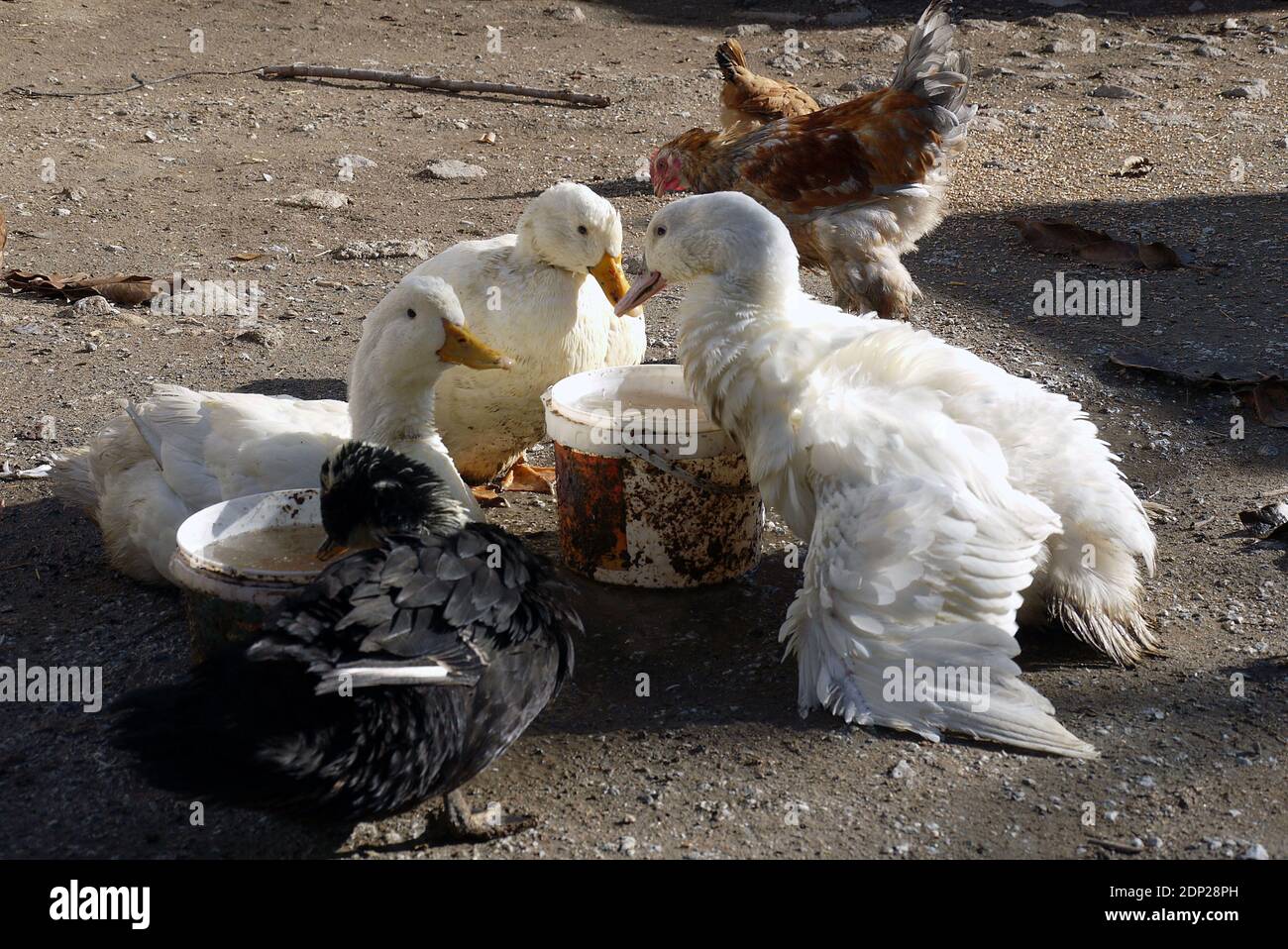 the ducks in the village drink water from a bowl, the white ducks drink ...