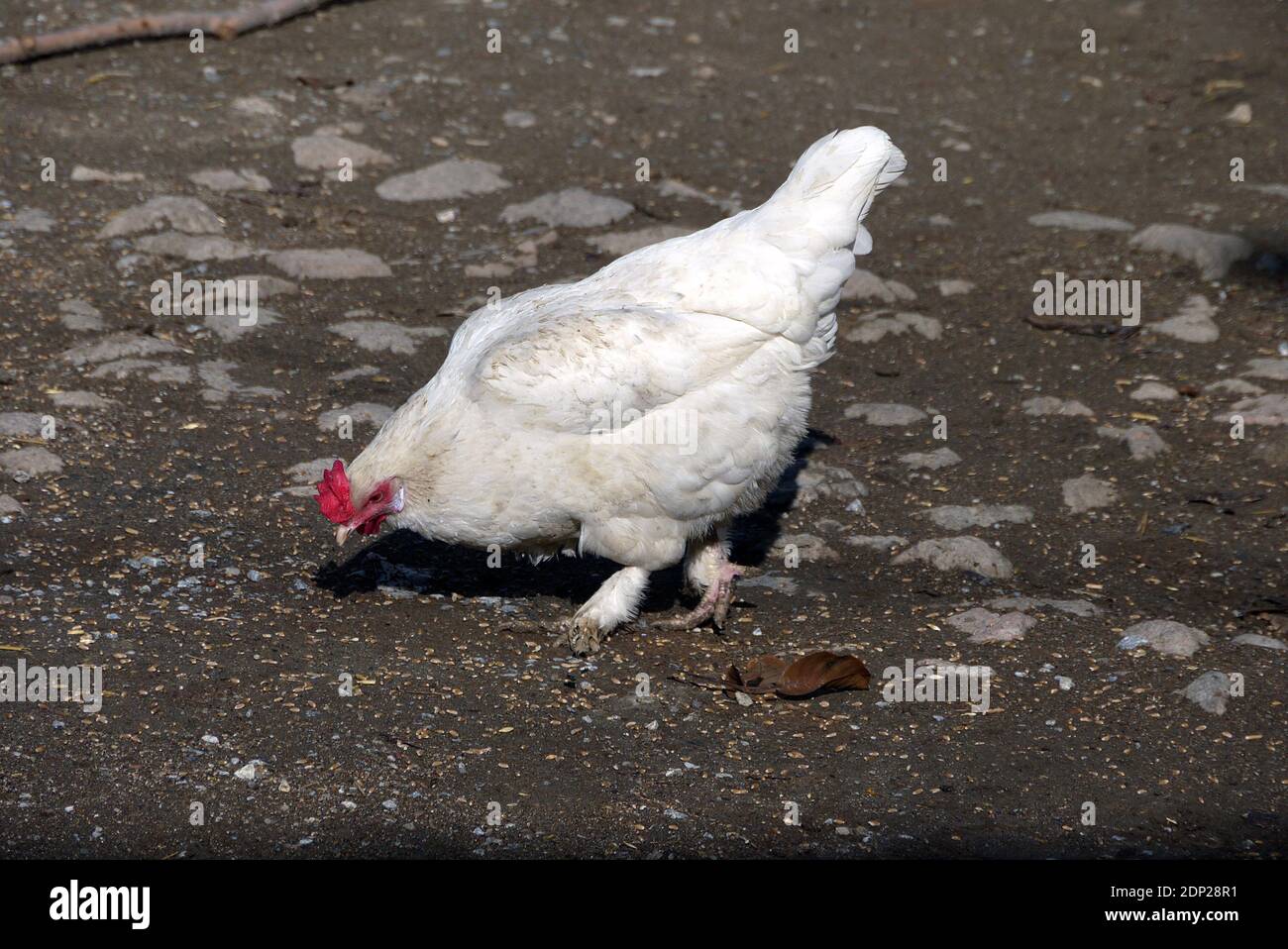 close-up white chicken, feathered breed chicken Stock Photo - Alamy