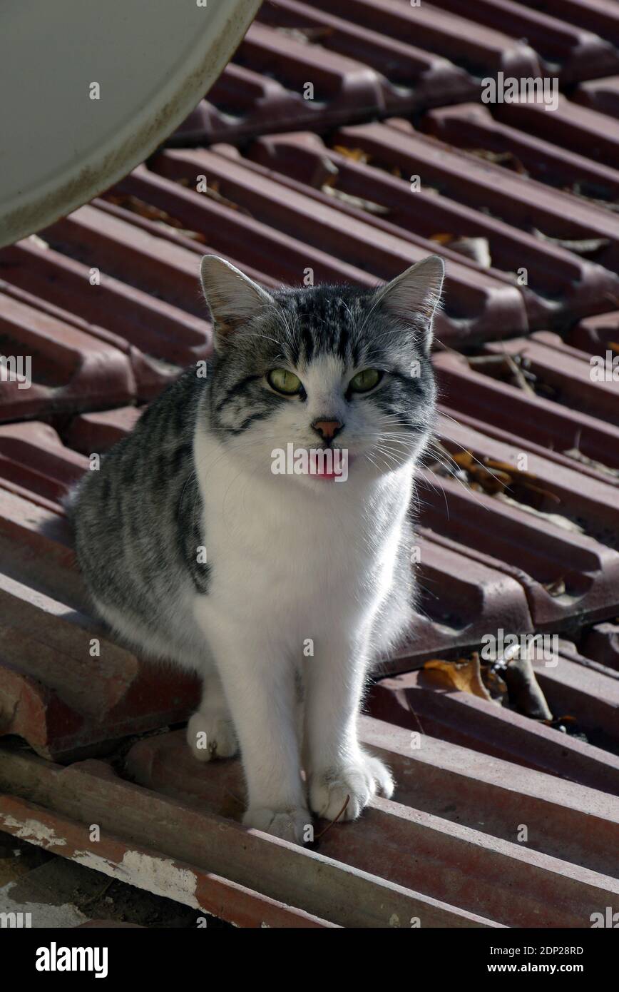 Hungry cat meowing hi-res stock photography and images - Alamy