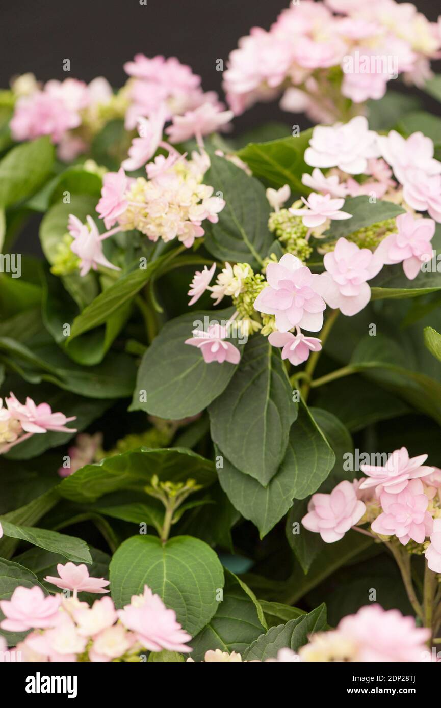 Hydrangea ‘Pink Fireworks’ or Hydrangea macrophylla ‘Fireworks Pink ...