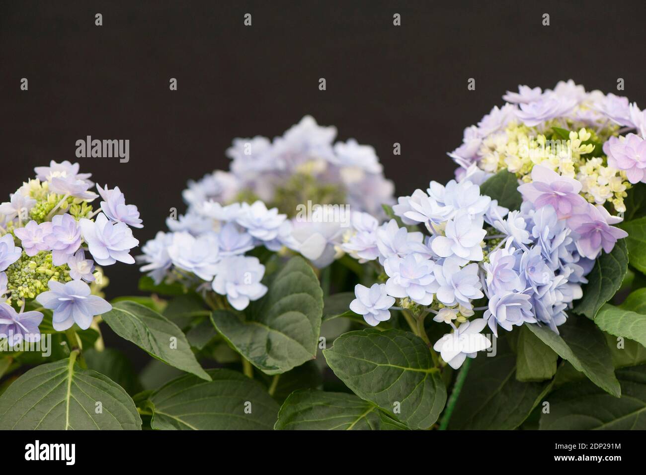 Hydrangea ‘Blue Fireworks’ or Hydrangea macrophylla ‘Fireworks blue’ in ...