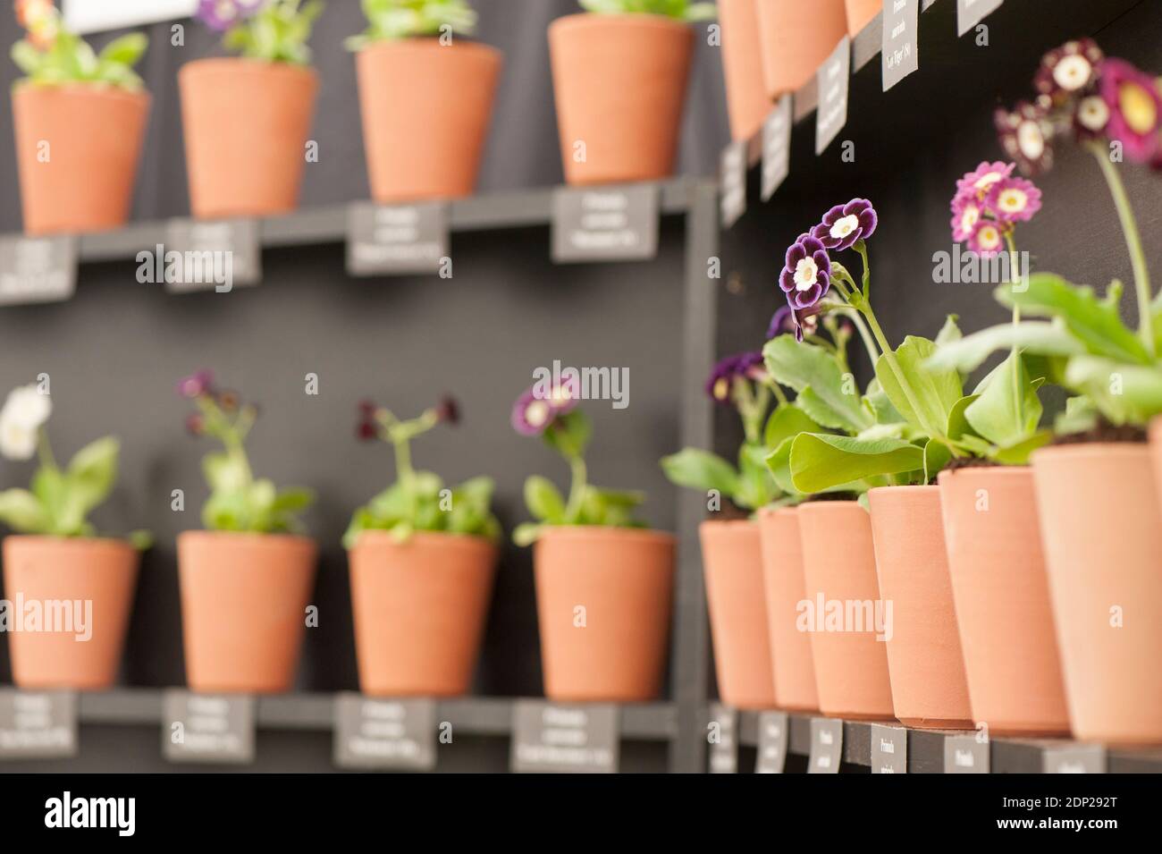 Flower auriculas hi-res stock photography and images - Alamy