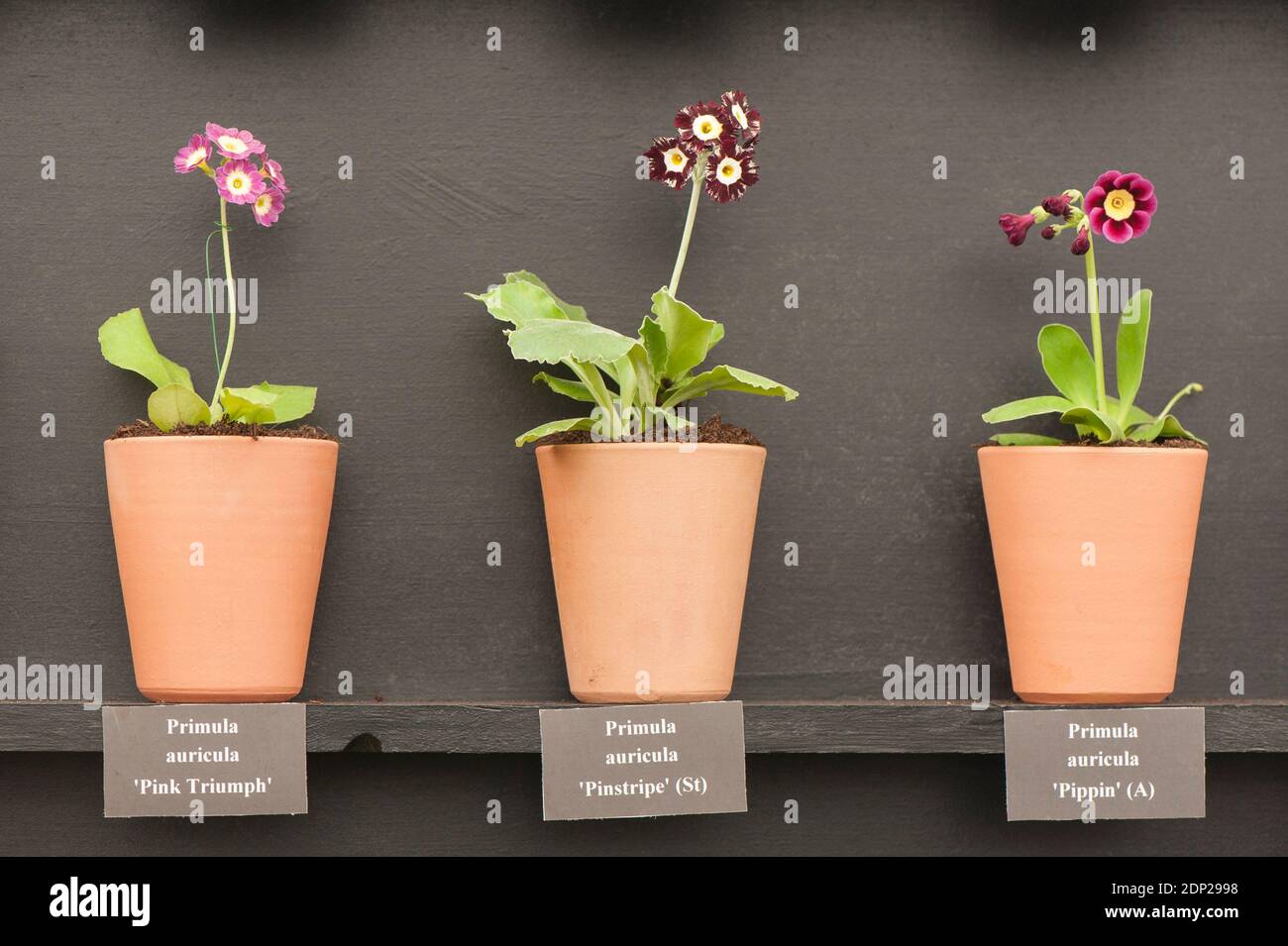 Flower auriculas hi-res stock photography and images - Alamy