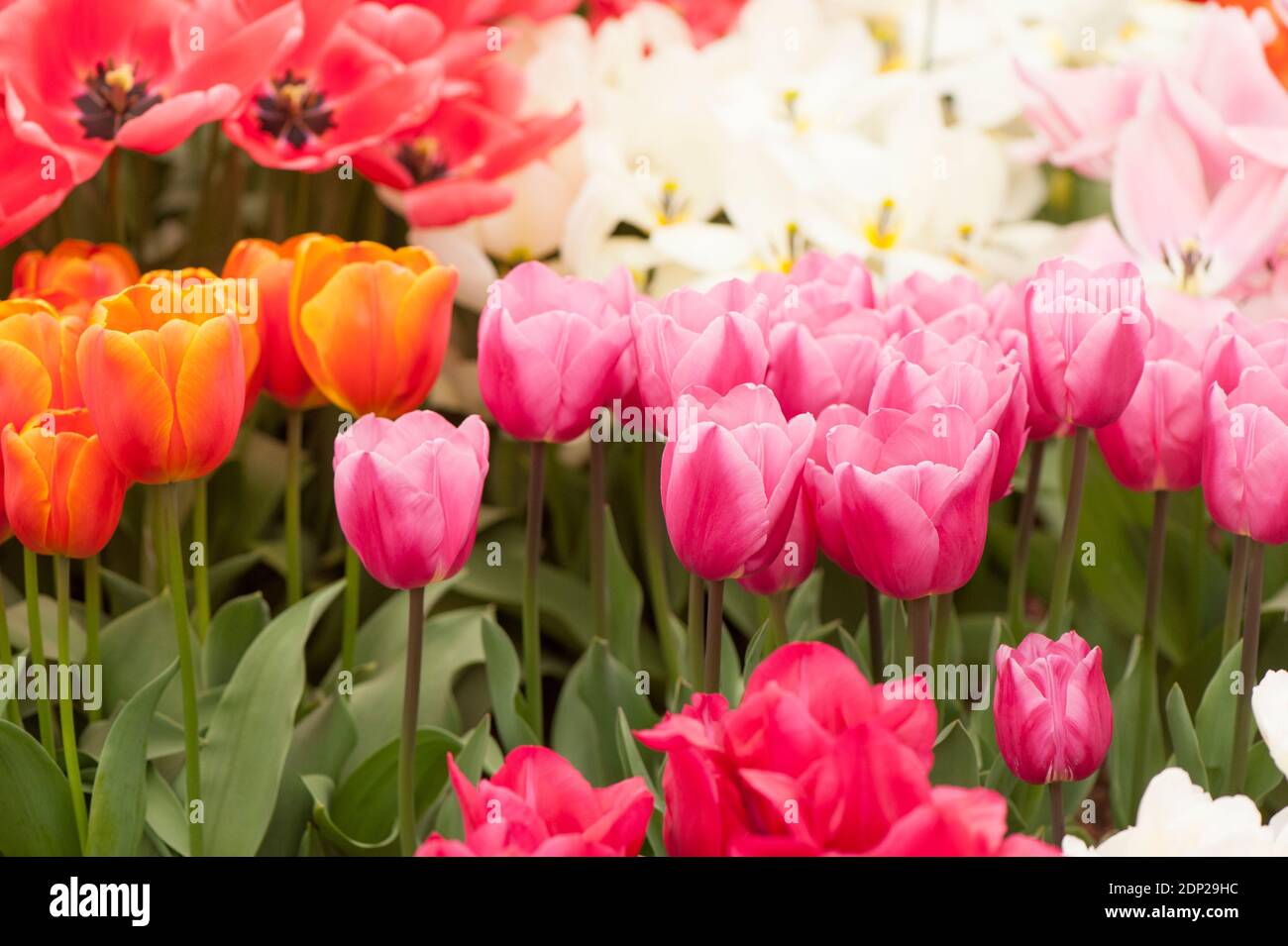 Tulip twist hi-res stock photography and images - Alamy