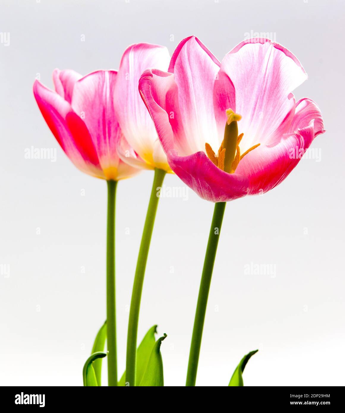 three tulips on a grey background Stock Photo - Alamy