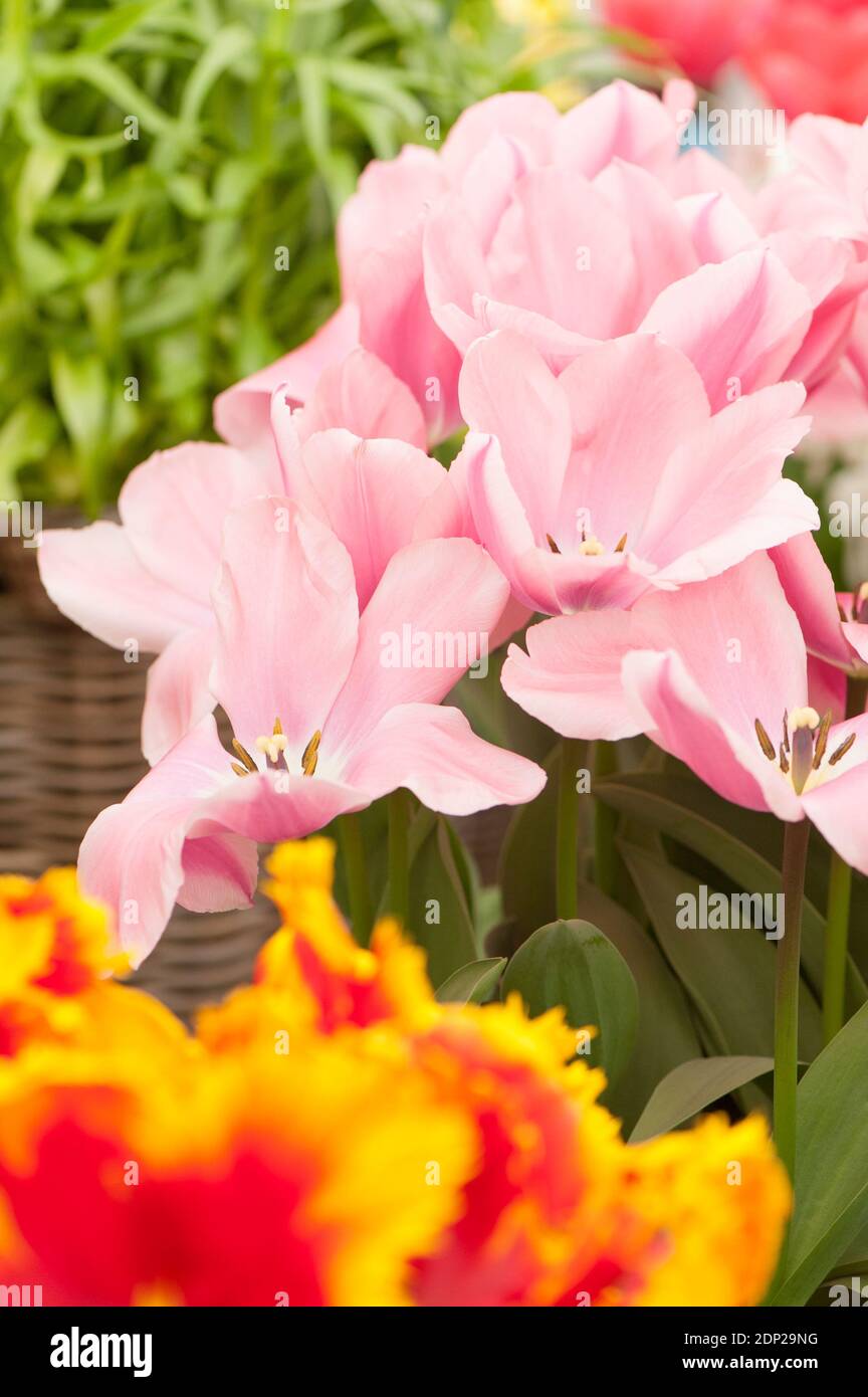 Tulipa ‘Algarve’, Single Early Tulips, in flower Stock Photo - Alamy