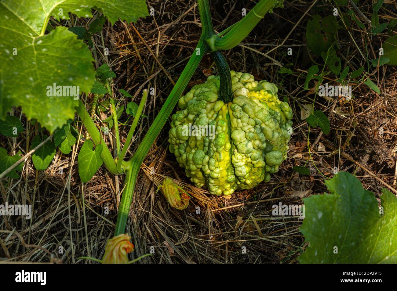 Pumpkin green and full of lumps. Organic farming. Abruzzo, Italy ...