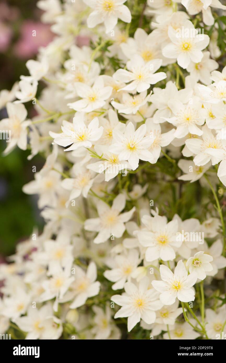 Clematis x cartmanii ‘Joe' in flower Stock Photo - Alamy