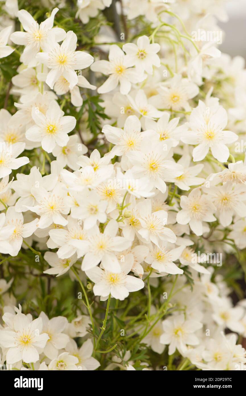 Clematis x cartmanii ‘Joe' in flower Stock Photo - Alamy