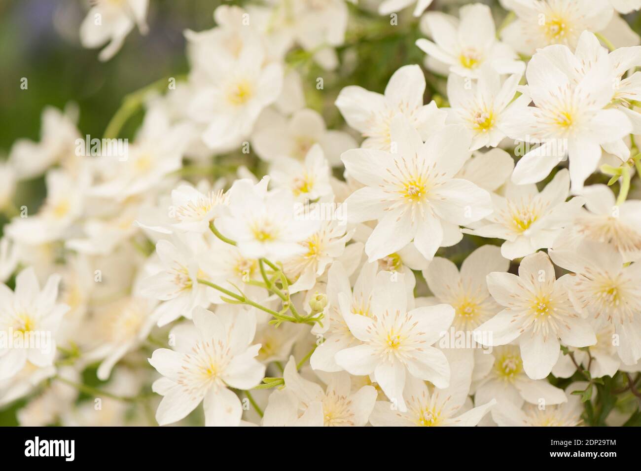 Clematis x cartmanii ‘Joe' in flower Stock Photo - Alamy