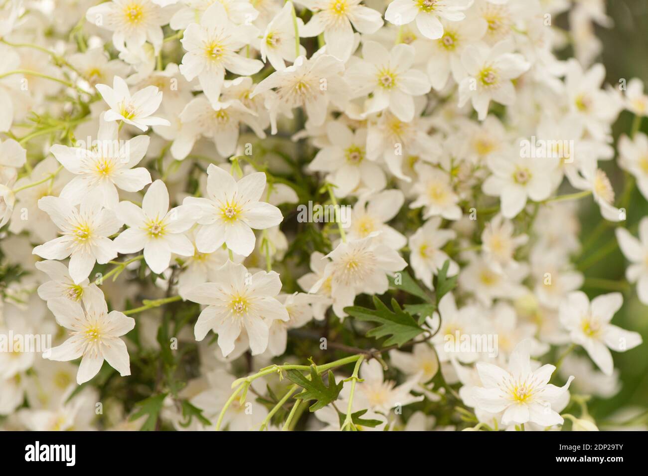Clematis x cartmanii ‘Joe' in flower Stock Photo - Alamy