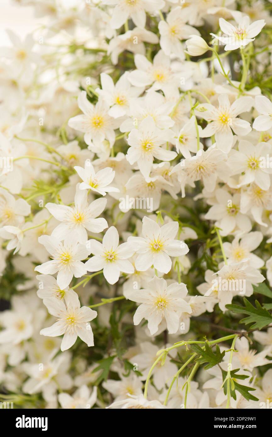 Clematis x cartmanii ‘Joe' in flower Stock Photo - Alamy