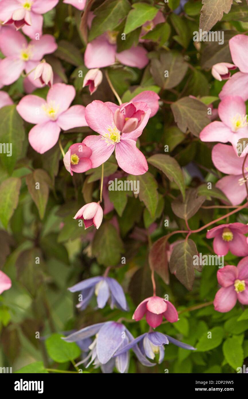 Clematis montana ‘Freda’ in flower Stock Photo - Alamy