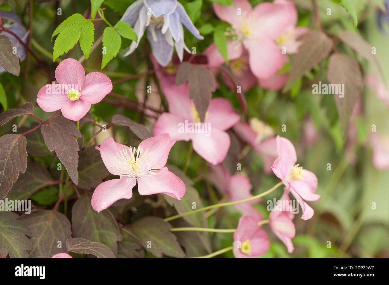 Clematis montana ‘Freda’ in flower Stock Photo - Alamy