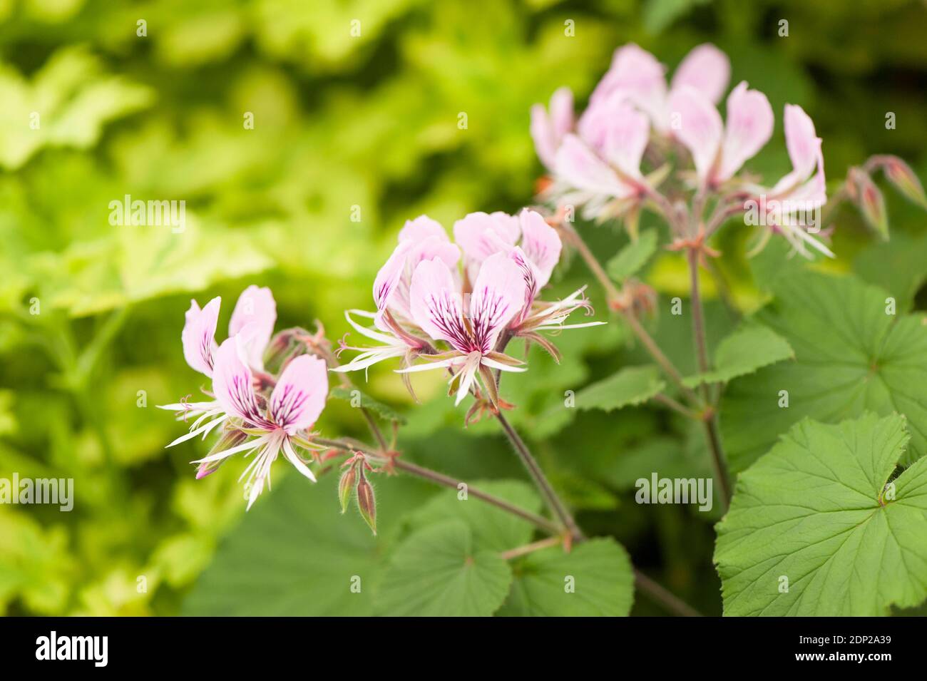 Pelargonium rubricinctum x cordifolium (Species Pelargonium), Heart ...