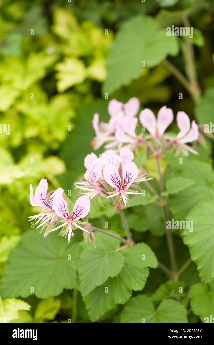 Pelargonium rubricinctum x cordifolium (Species Pelargonium), Heart ...