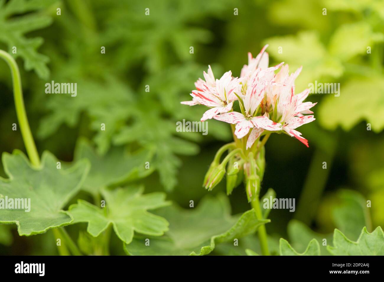 Pelargonium vectis glitter hi-res stock photography and images - Alamy