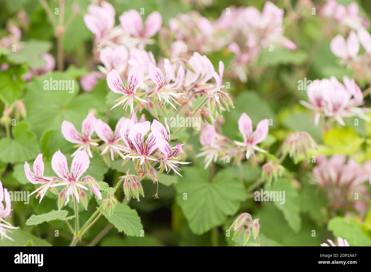 Pelargonium rubricinctum x cordifolium (Species Pelargonium), Heart ...