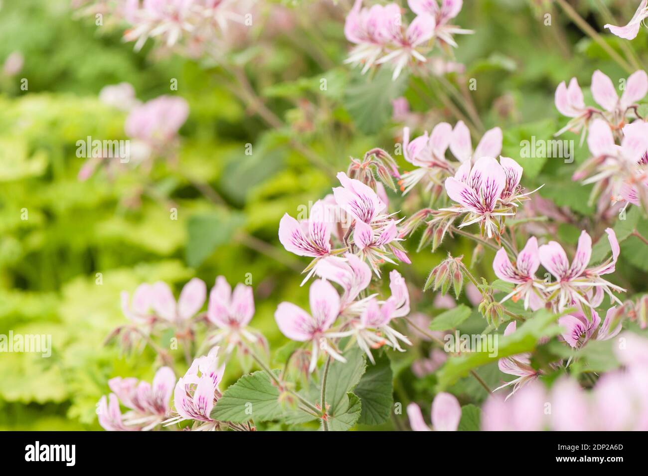 Pelargonium rubricinctum x cordifolium (Species Pelargonium), Heart ...
