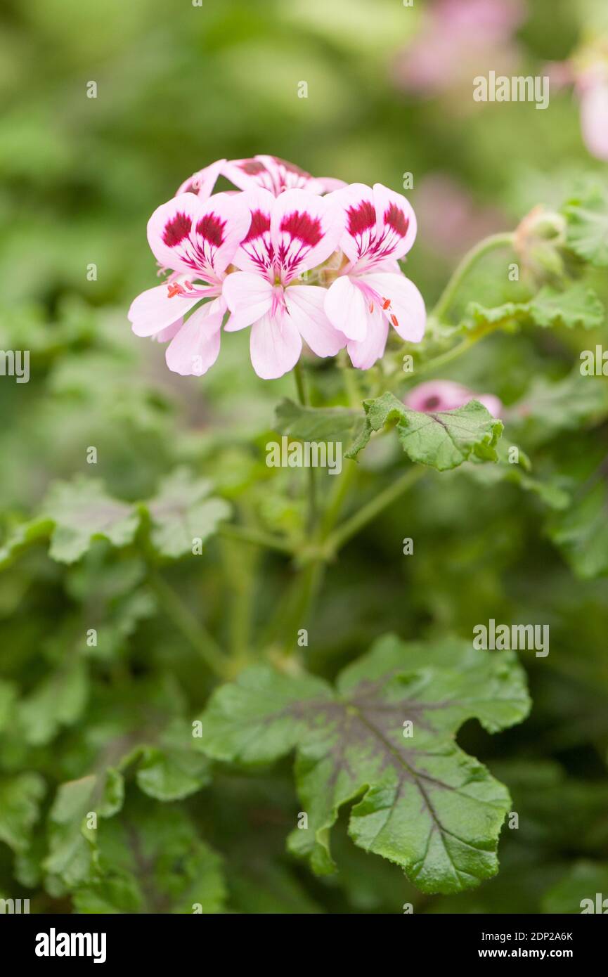 Pelargonium quercifolium, Oakleaf Geranium, in flower Stock Photo - Alamy