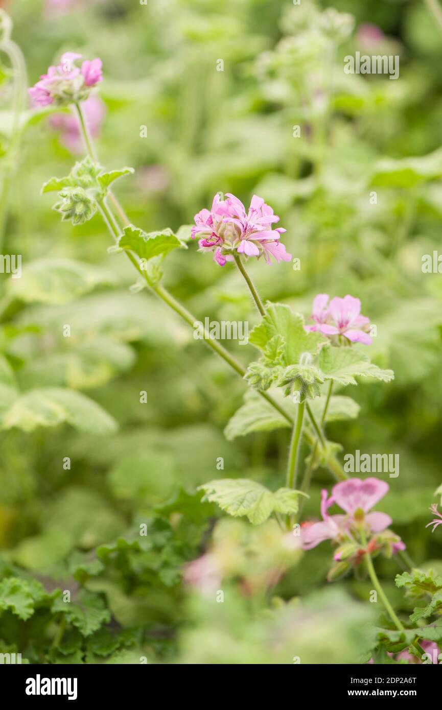 Scented Pelargonium 'Atomic Snowflake' in flower Stock Photo - Alamy