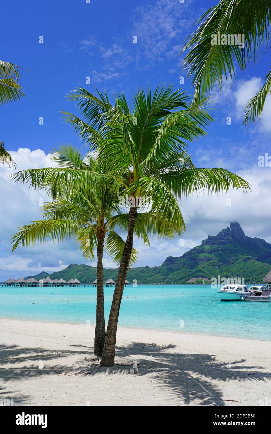 BORA BORA, FRENCH POLYNESIA -7 DEC 2018- View of a palm tree shadow on ...
