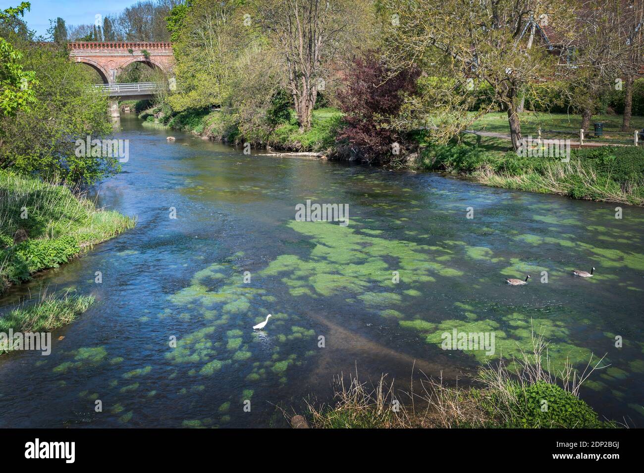 Walk across the old bridge at Leatherhead Surrey Stock Photo - Alamy