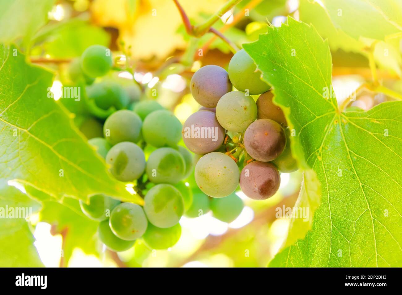 green vine branch at the rural farm Stock Photo - Alamy
