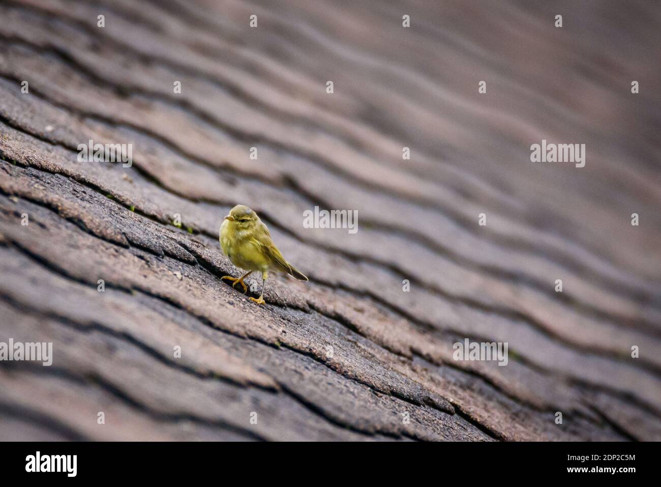 Willow warbler bird, Phylloscopus trochilus Stock Photo - Alamy