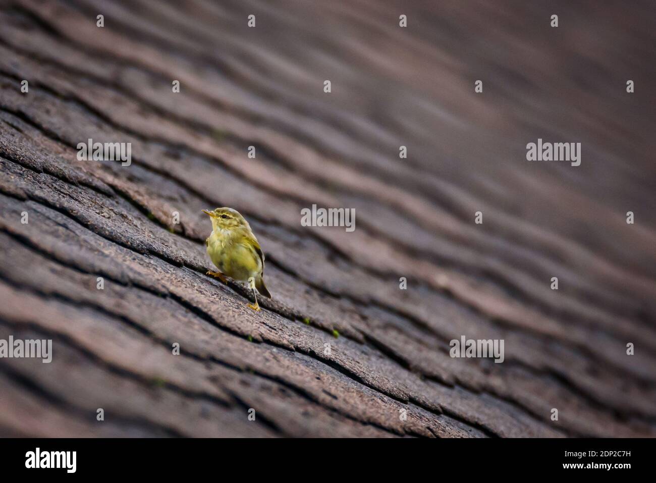 Willow warbler bird, Phylloscopus trochilus Stock Photo - Alamy