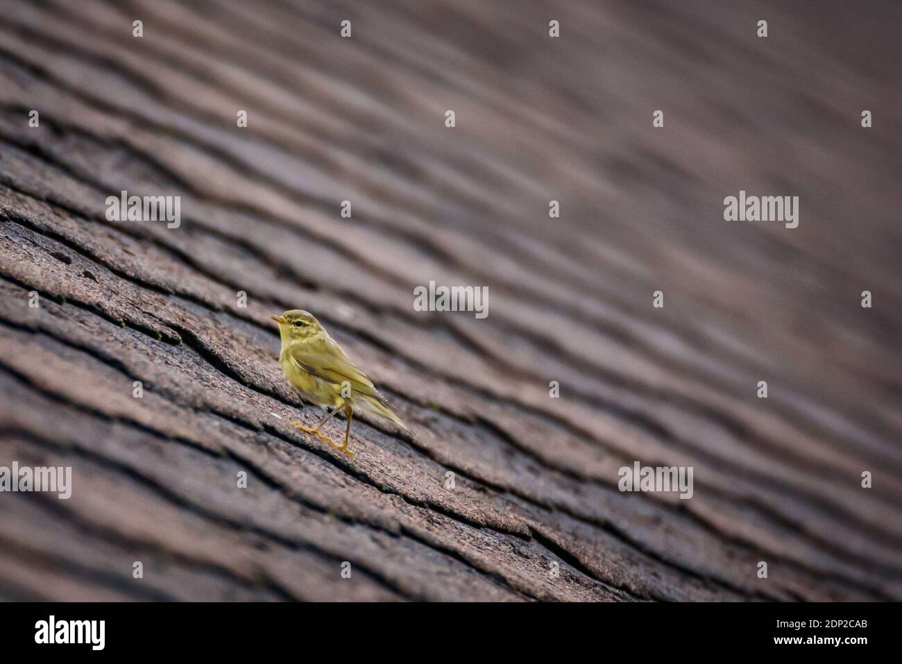 Willow warbler bird, Phylloscopus trochilus Stock Photo - Alamy