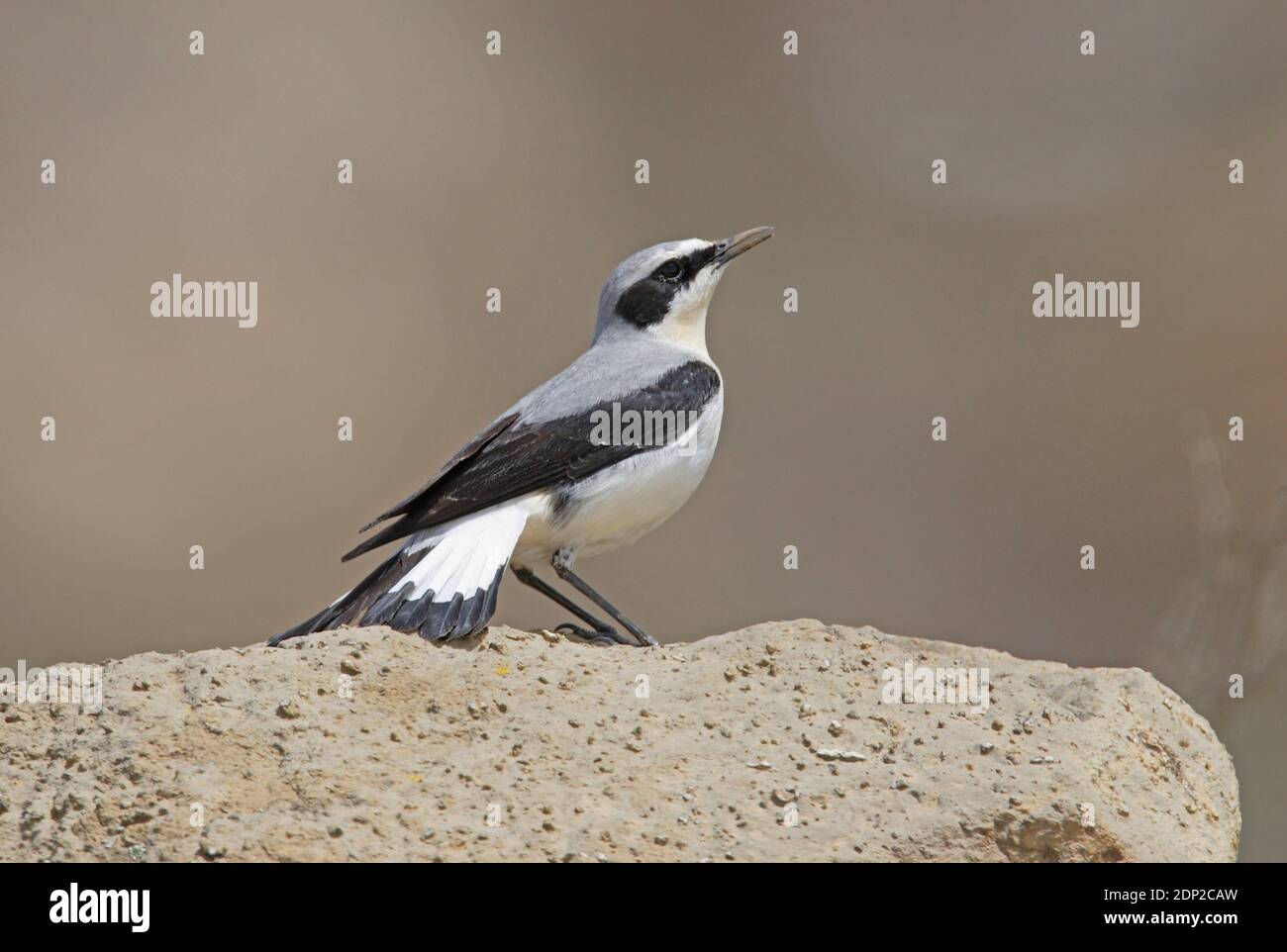 Northern wheatear tail hi-res stock photography and images - Alamy