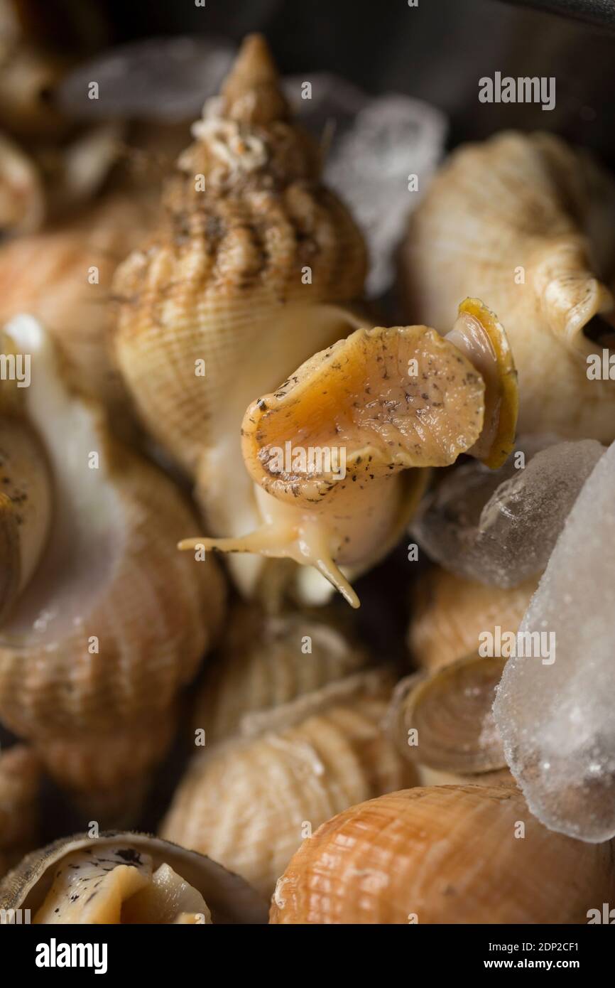 Chilled whelks hi-res stock photography and images - Alamy
