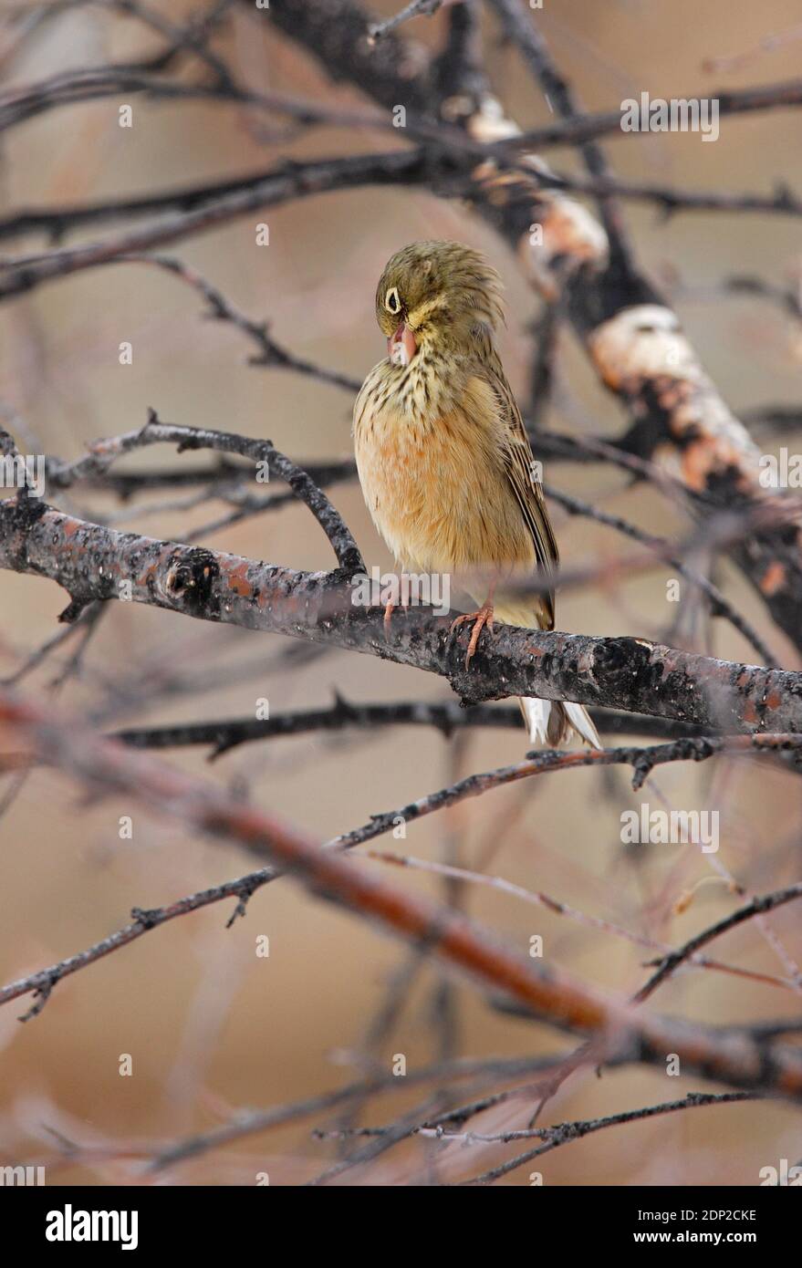 Ortolan Bunting (Emberiza hortulana) female perched in tree preening ...
