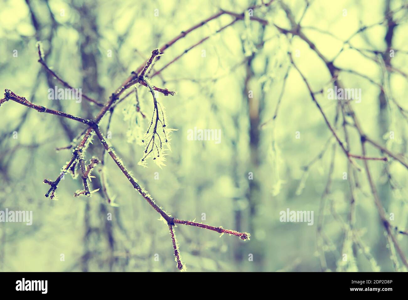 frozen twigs in the forest Stock Photo - Alamy